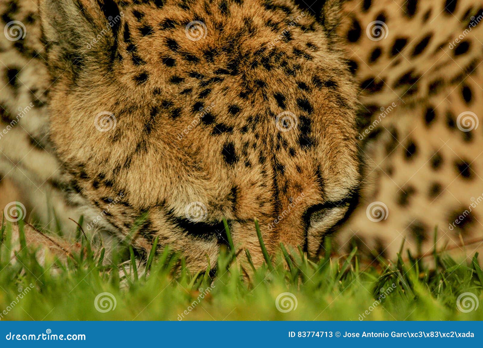 Eating Cheetah stock image. Image of savannah, cheetahs - 83774713