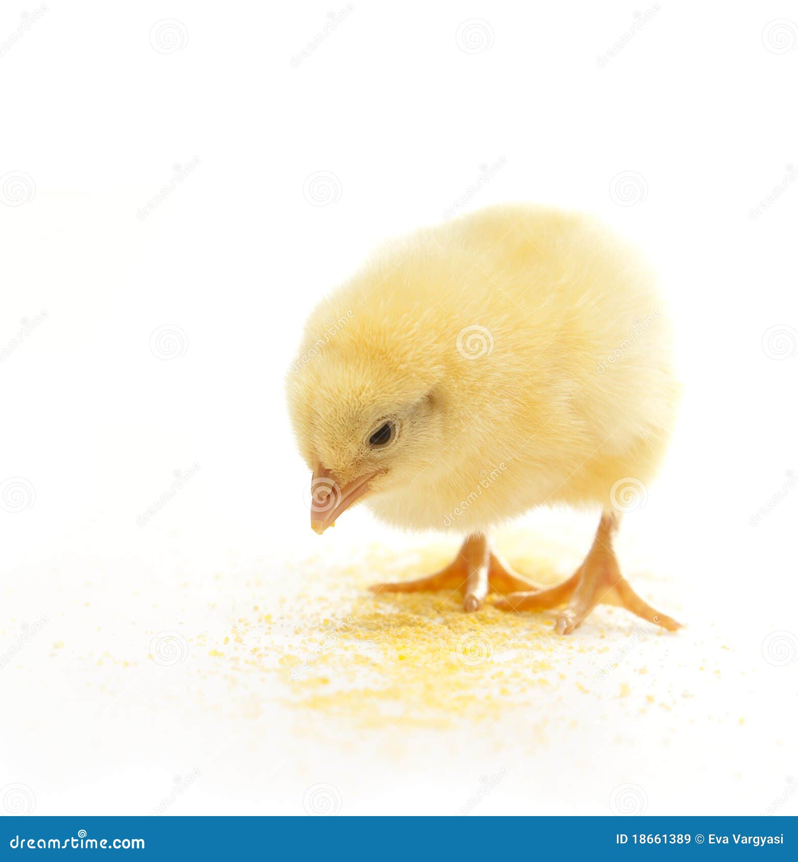 Eating chicken stock image. Image of creature, isolated - 18661389