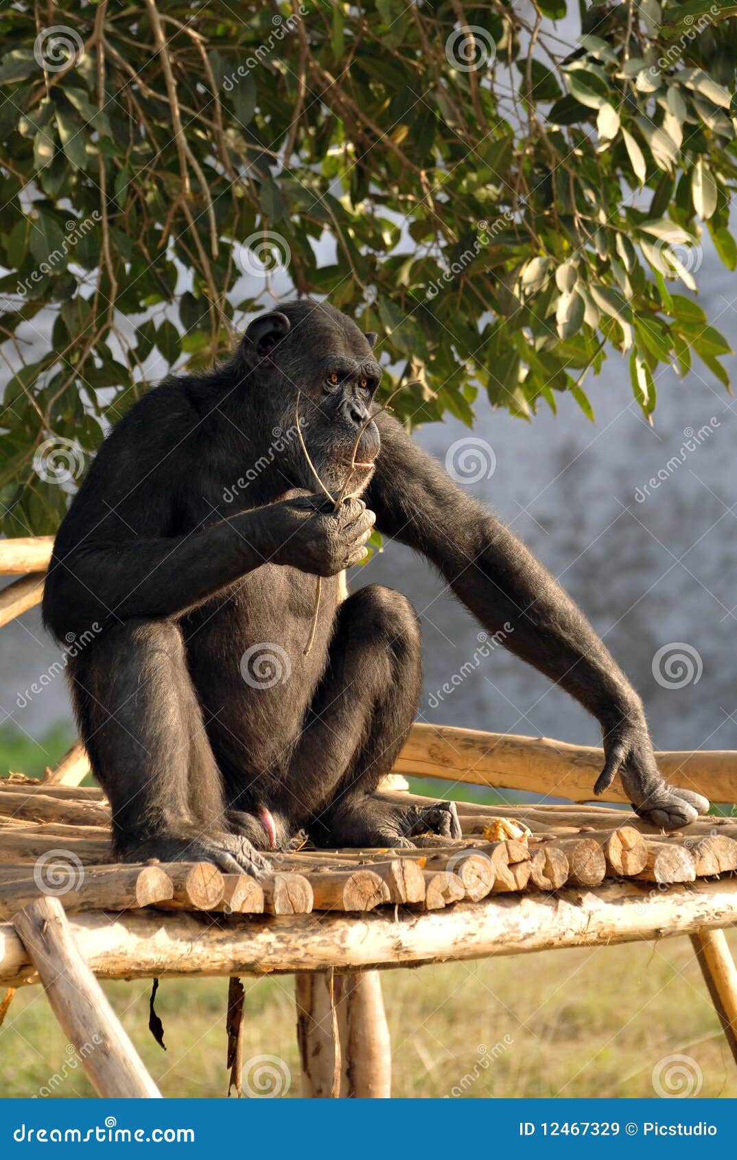 Eating chimpanzee stock image. Image of platform, monkey - 12467329