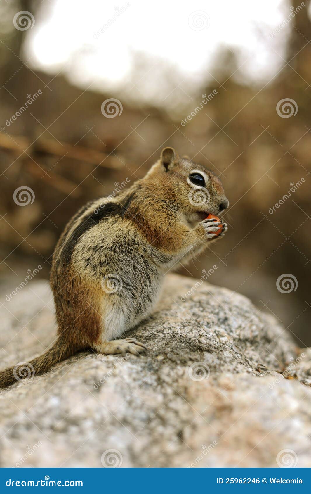 Eating Chip Munk stock photo. Image of chipmunk, food - 25962246