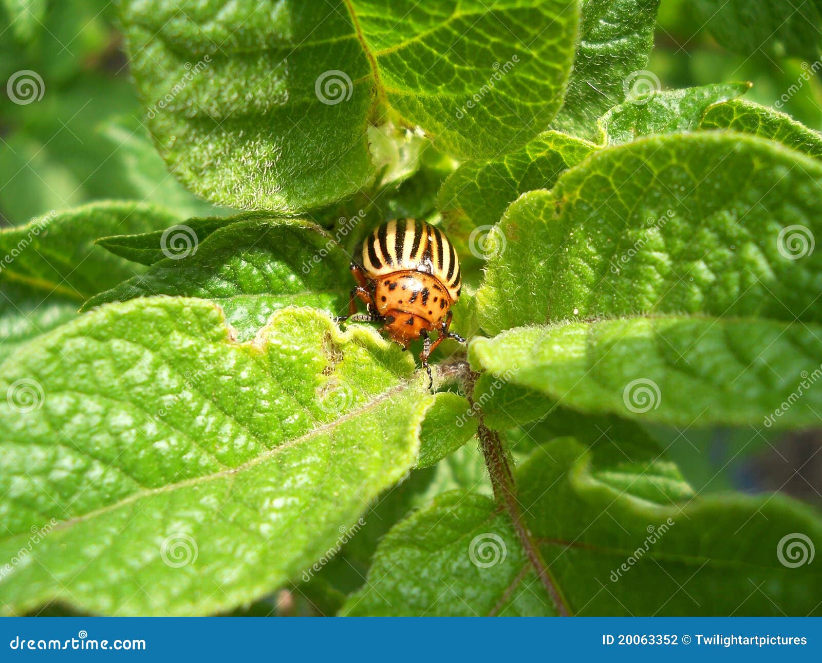 Eating Colorado beetle stock photo. Image of fields, larvae - 20063352