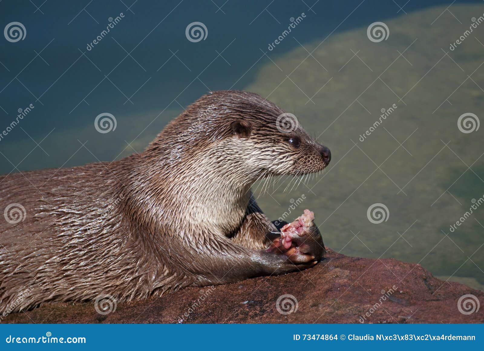 Eating common otter stock photo. Image of outdoors, eating - 73474864