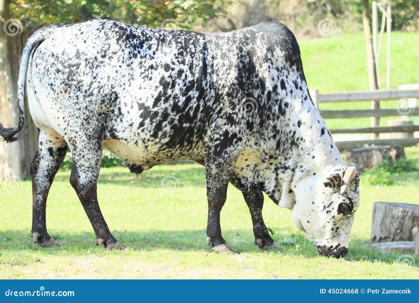 Eating cow stock photo. Image of dappled, grey, farm - 45024668