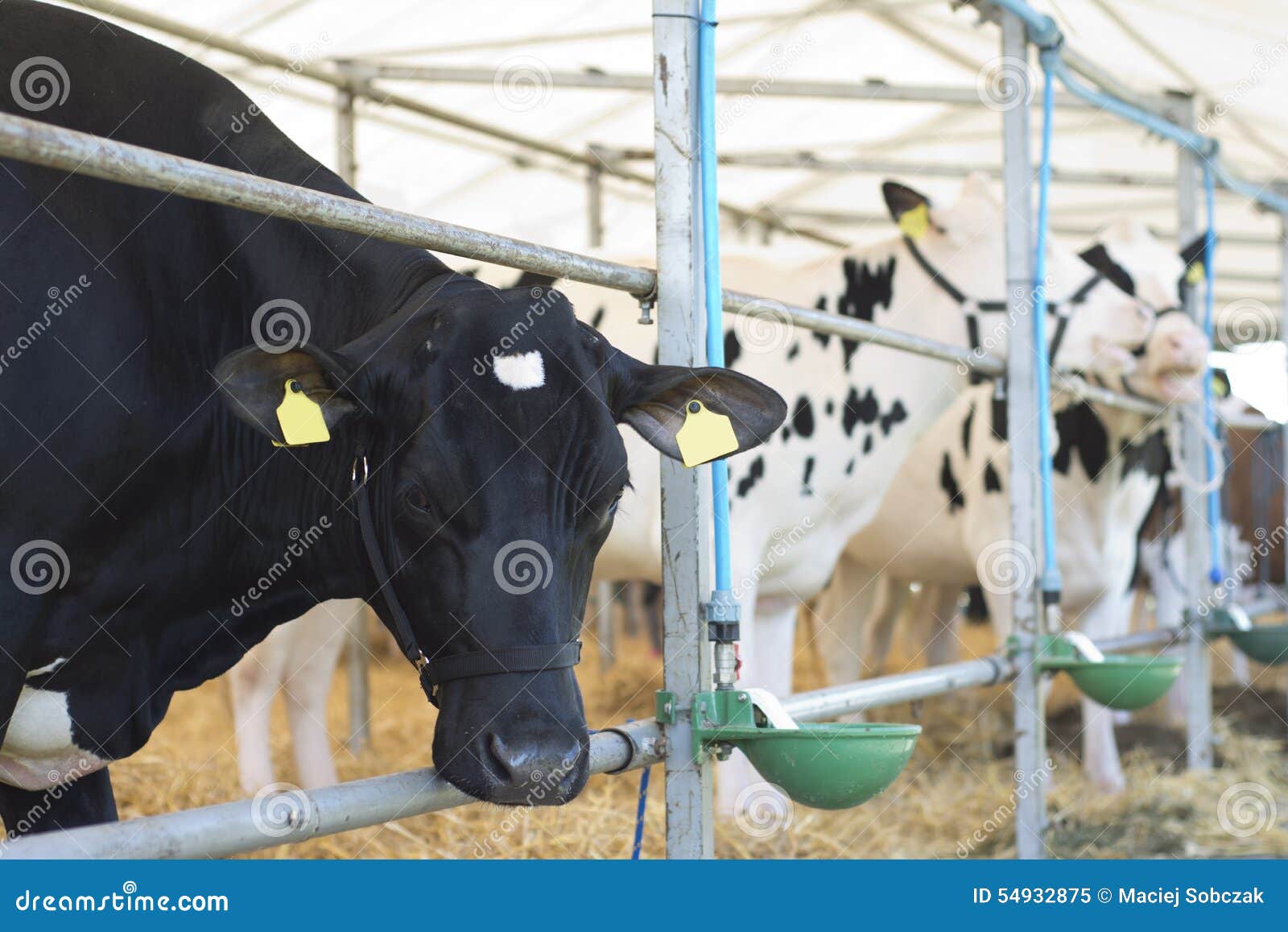 Eating cow stock image. Image of mammal, ranch, cattle - 54932875