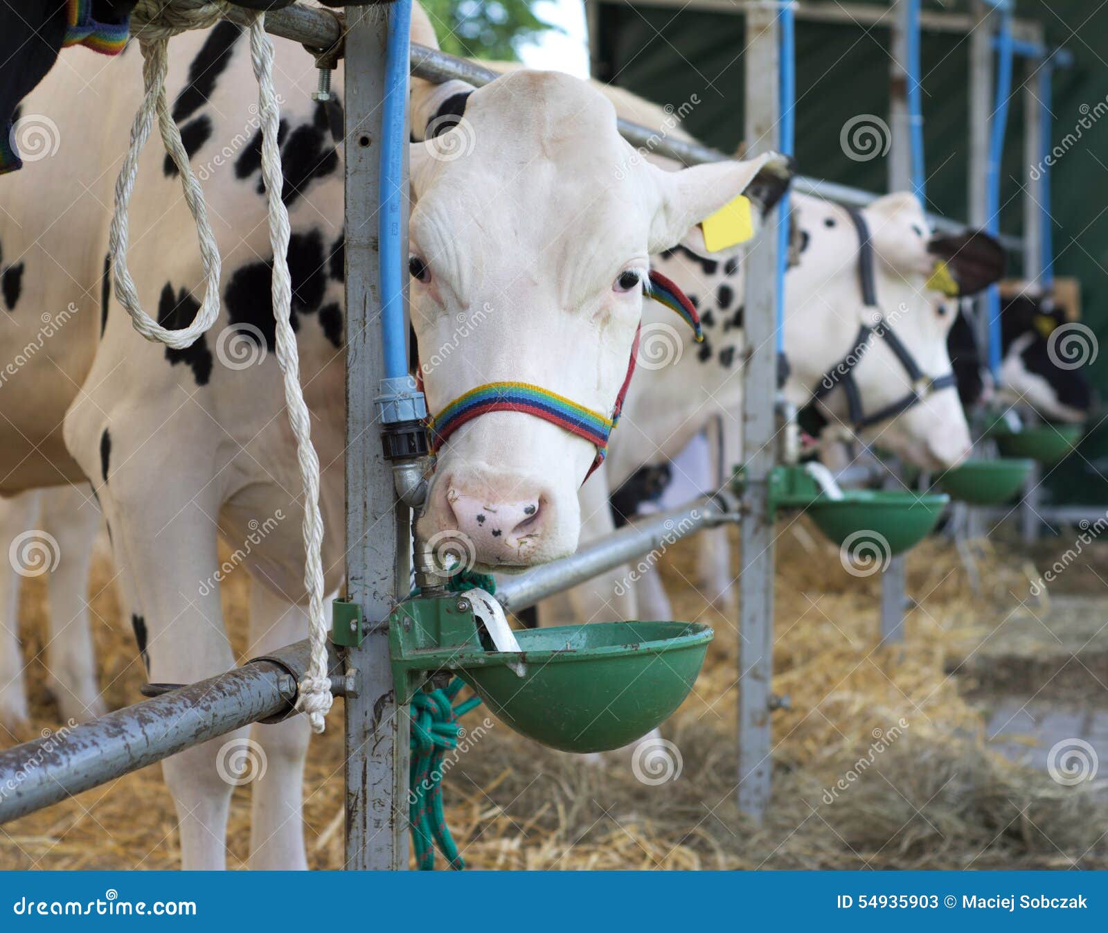 Eating cow stock image. Image of animals, bull, pets - 54935903