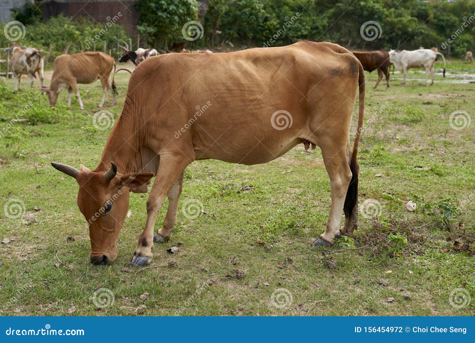 An eating cow stock photo. Image of field, eating, agriculture - 156454972