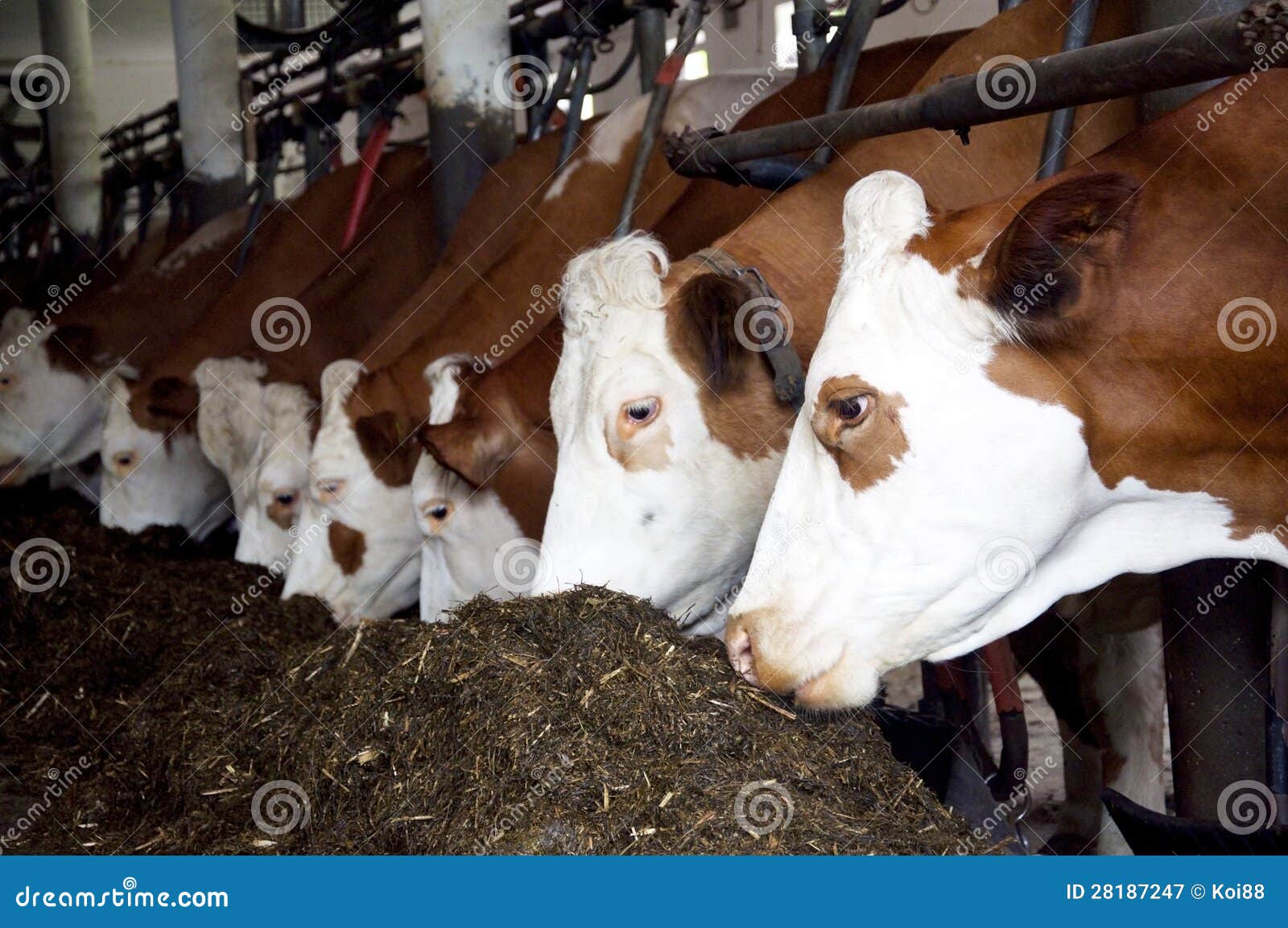 Eating Cows stock image. Image of animal, barn, stable - 28187247