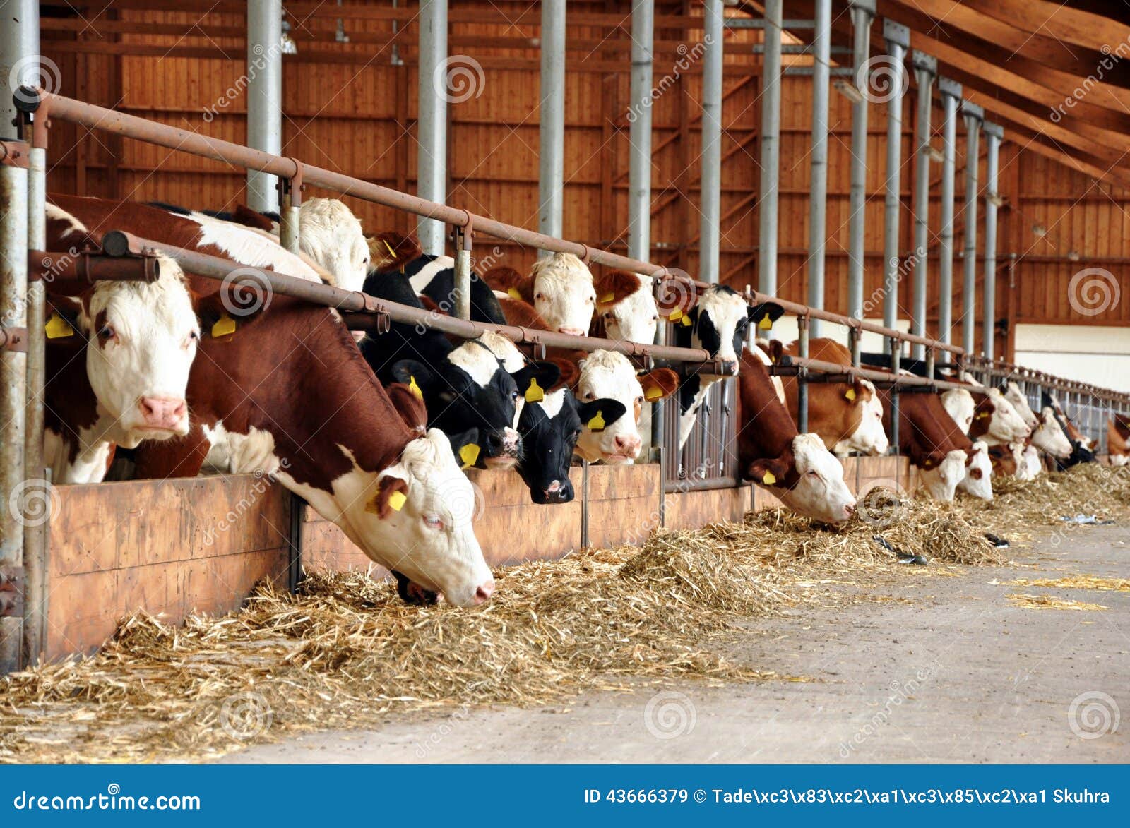 Eating Cows Stock Image Image Of Herd Land Farm Farming 43666379