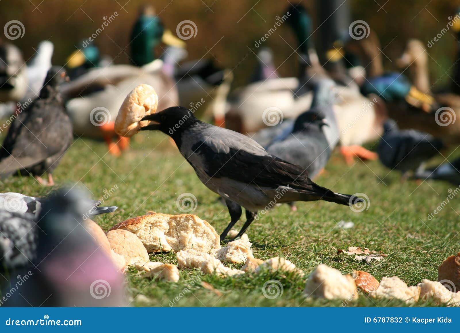 Eating Crow - Corvus Cornix Stock Photo - Image of roll, flying: 6787832