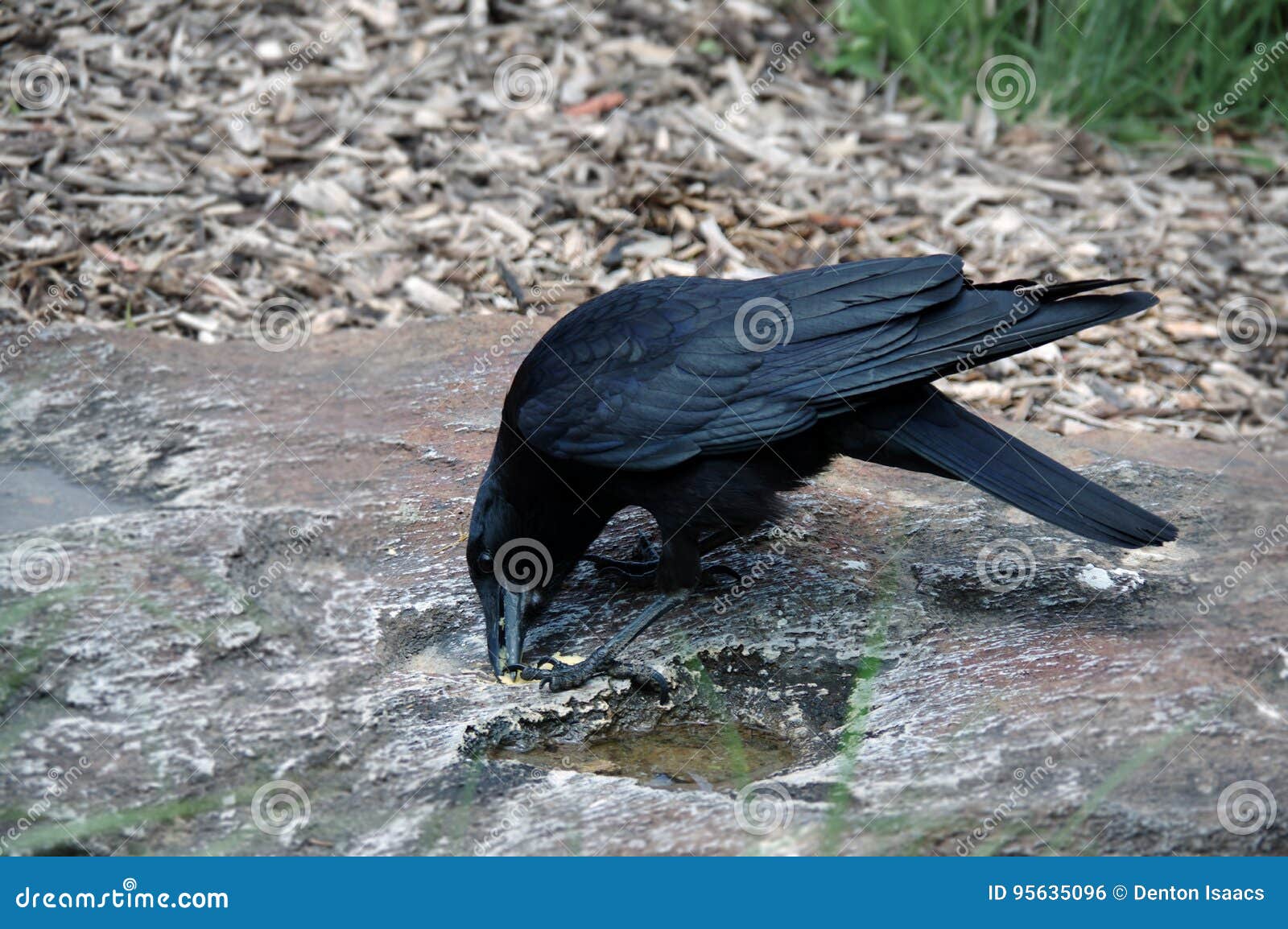 Eating Crow stock photo. Image of feathers, nature, wildlife - 95635096