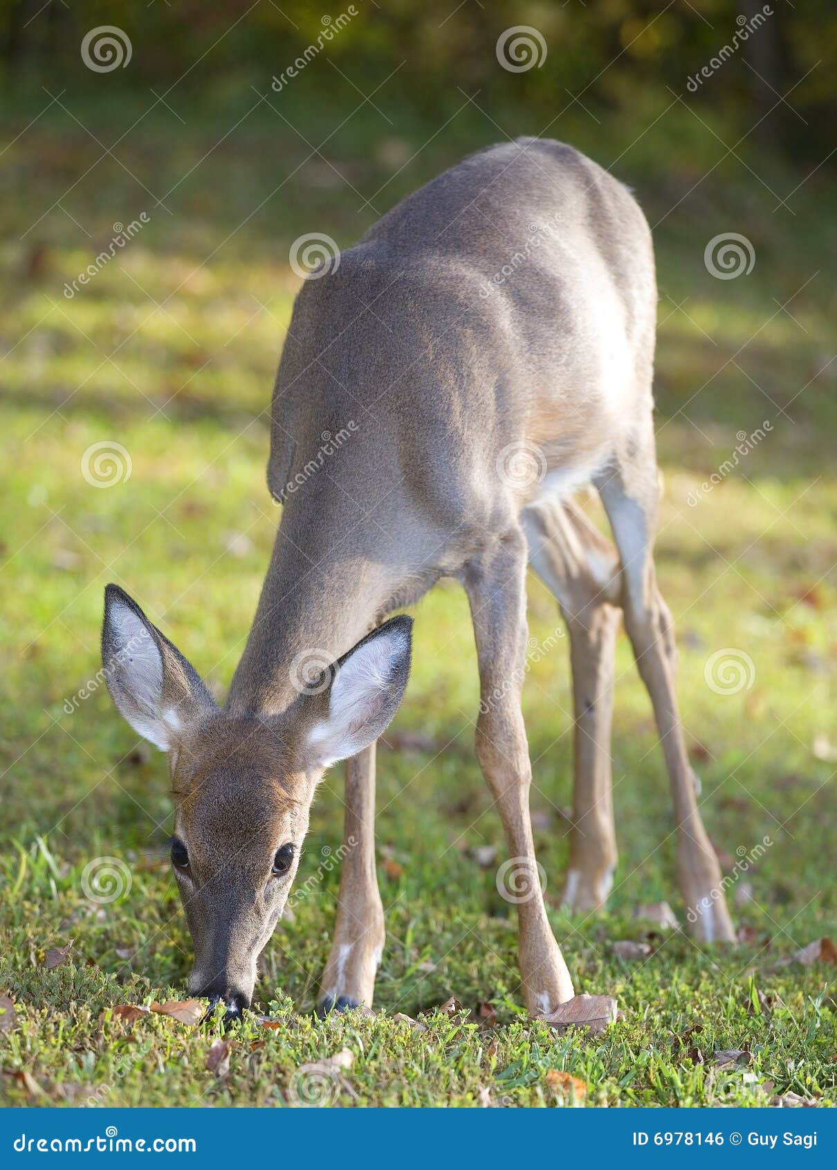 Eating deer stock photo. Image of grass, autumn, mammal - 6978146