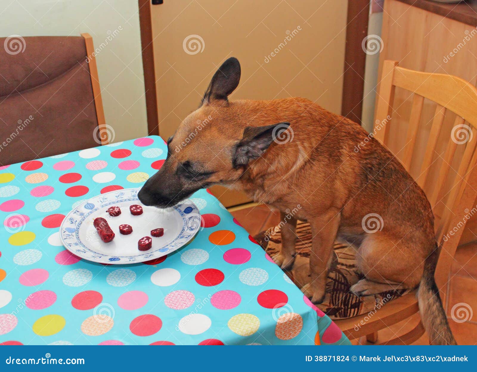 Eating dog stock photo. Image of brown, eating, mammal - 38871824
