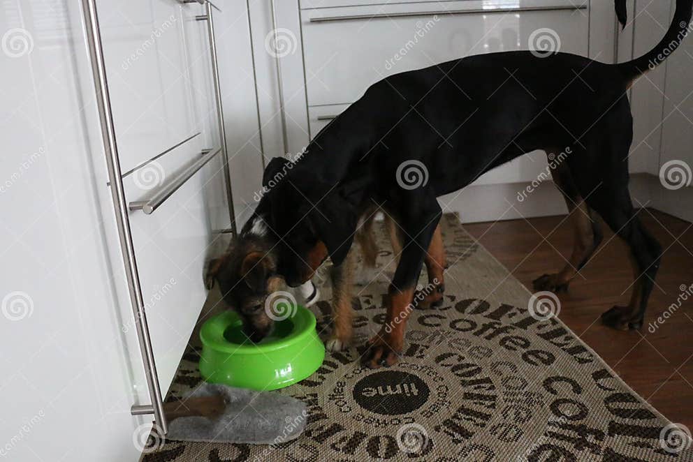 Eating dogs stock image. Image of friends, dogs, dish - 81069953