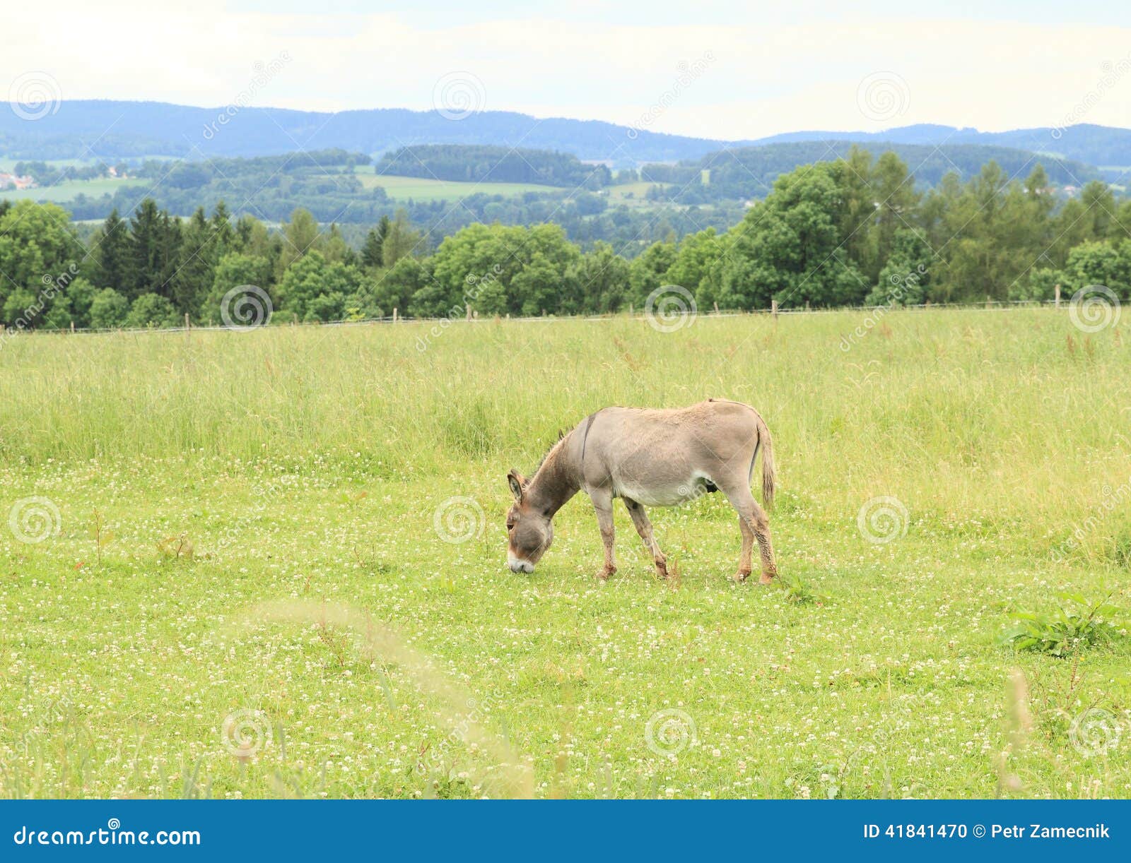 Eating donkey stock photo. Image of grey, ranch, eating - 41841470