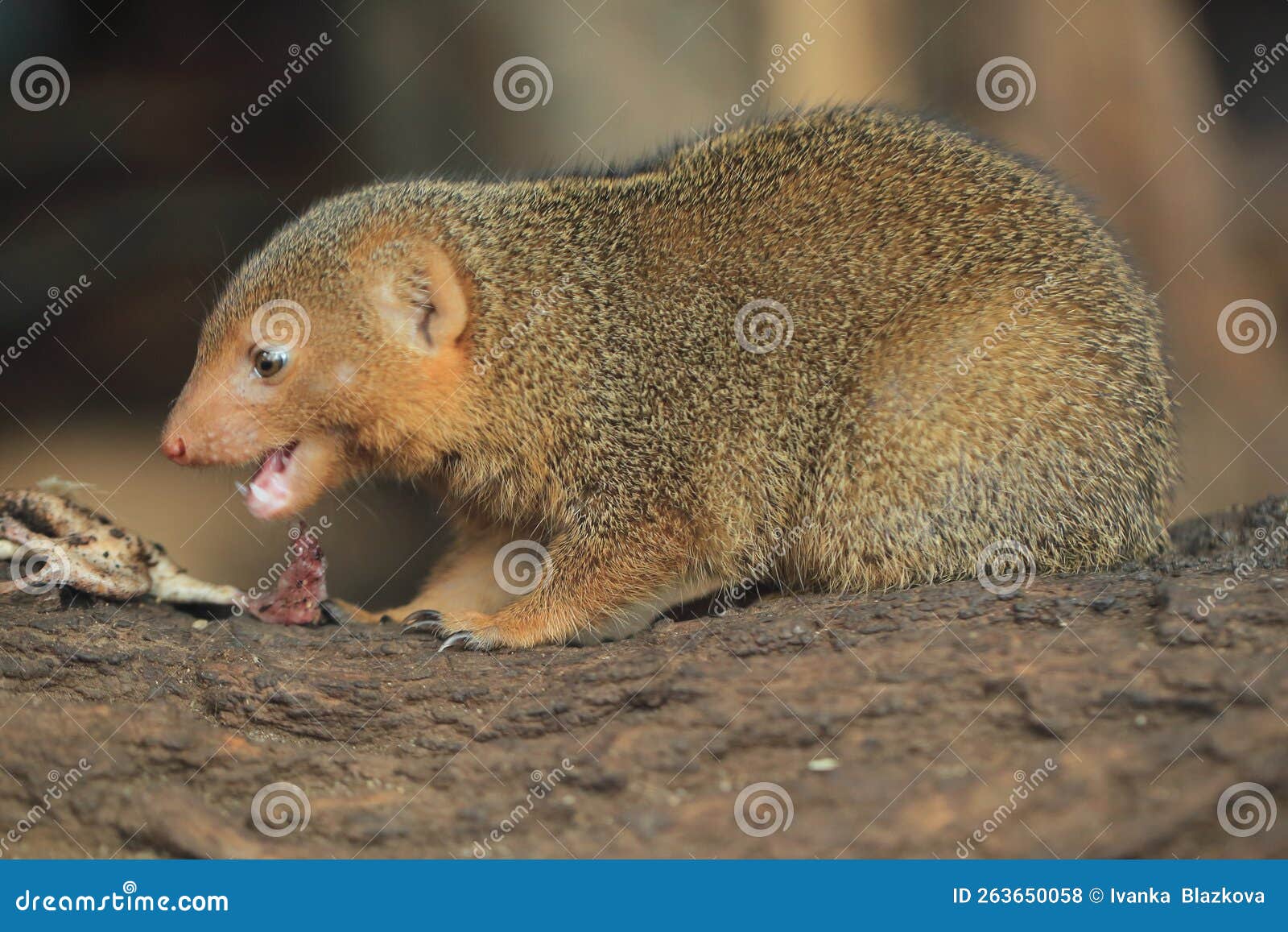Eating dwarf mongoose stock photo. Image of parvul, carnivore - 263650058