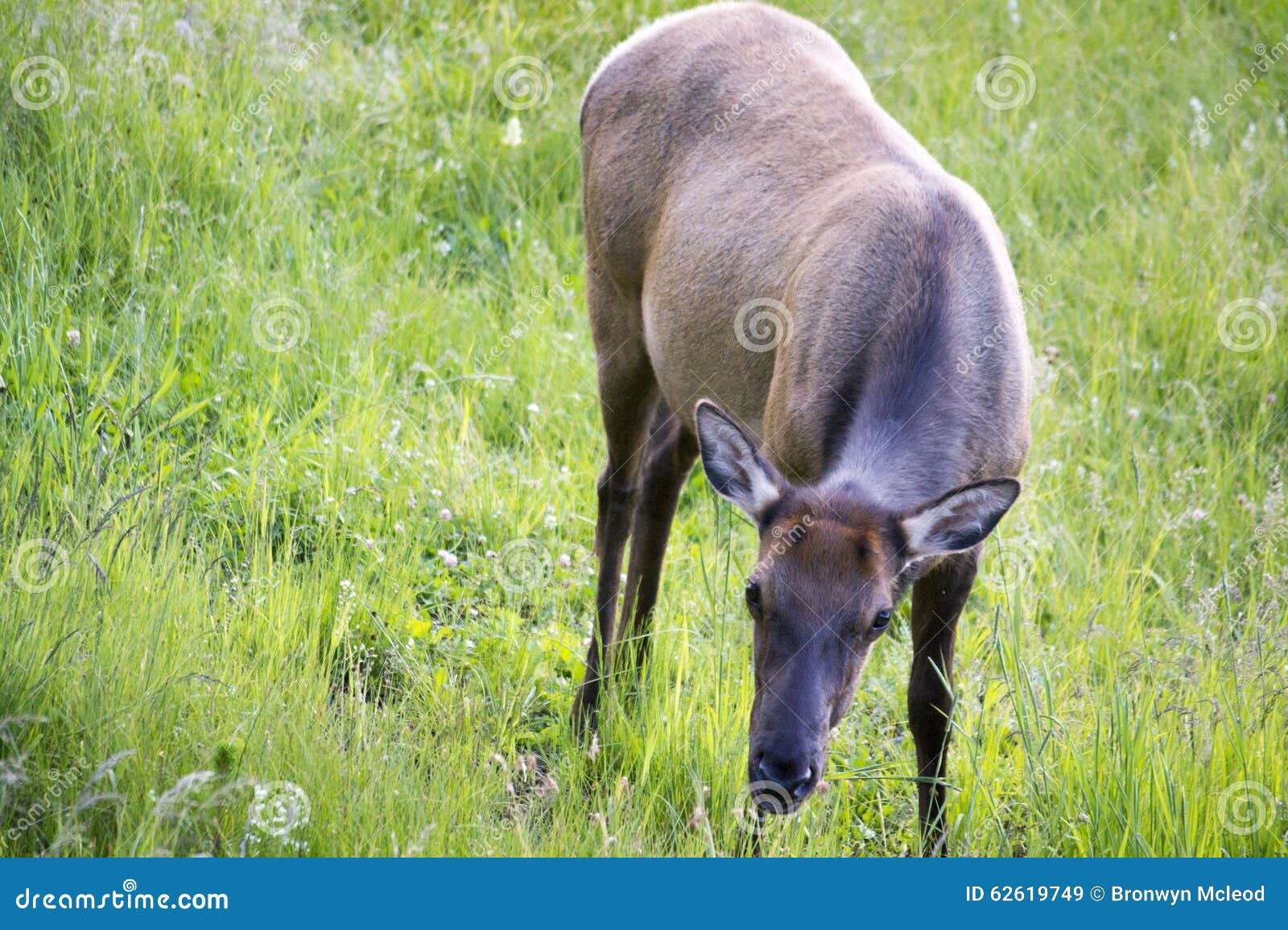 Eating elk stock image. Image of meadow, forest, mountain - 62619749