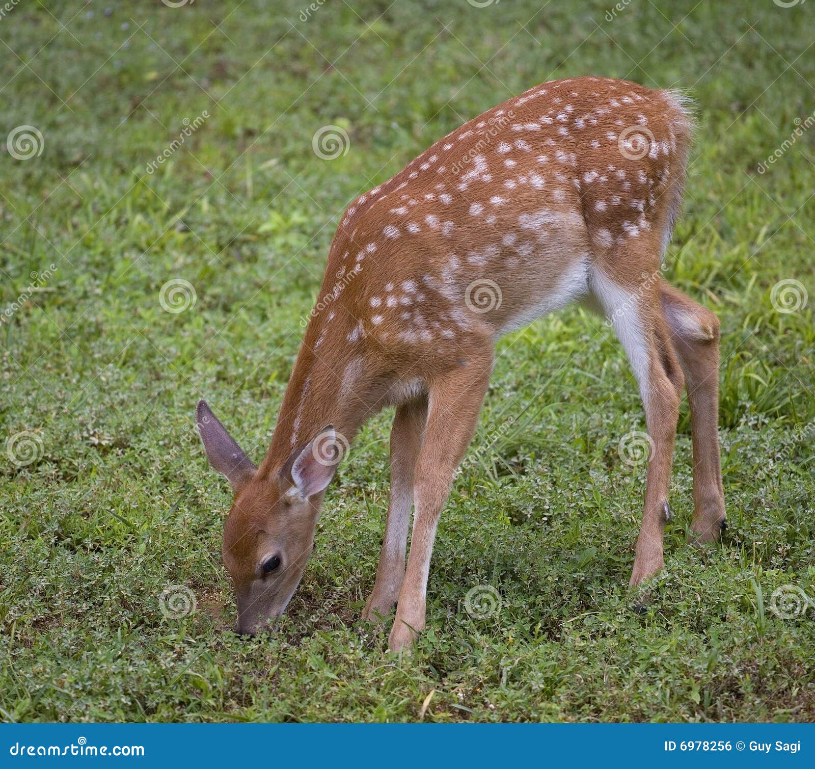 Eating fawn stock photo. Image of animal, brown, green - 6978256