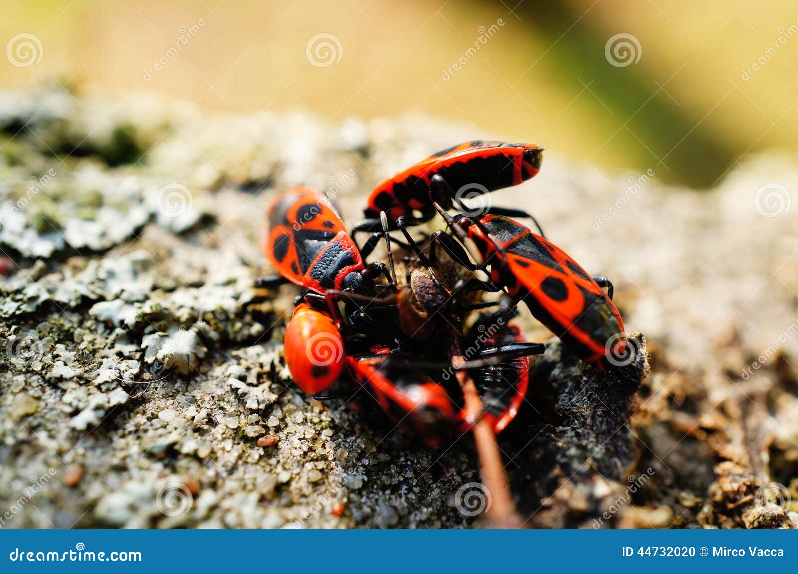 Eating fire bugs stock photo. Image of eating, bugs, fire - 44732020