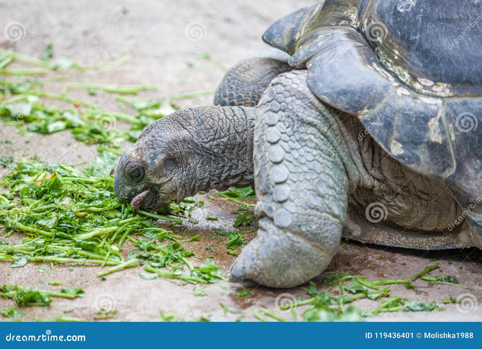 Eating galapagos turtle stock image. Image of close - 119436401