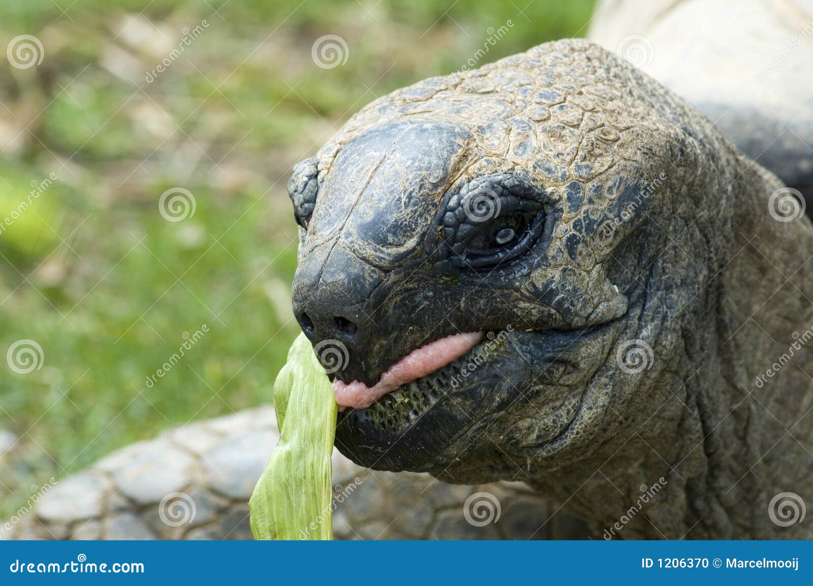 Eating giant tortois stock photo. Image of face, turtle - 1206370