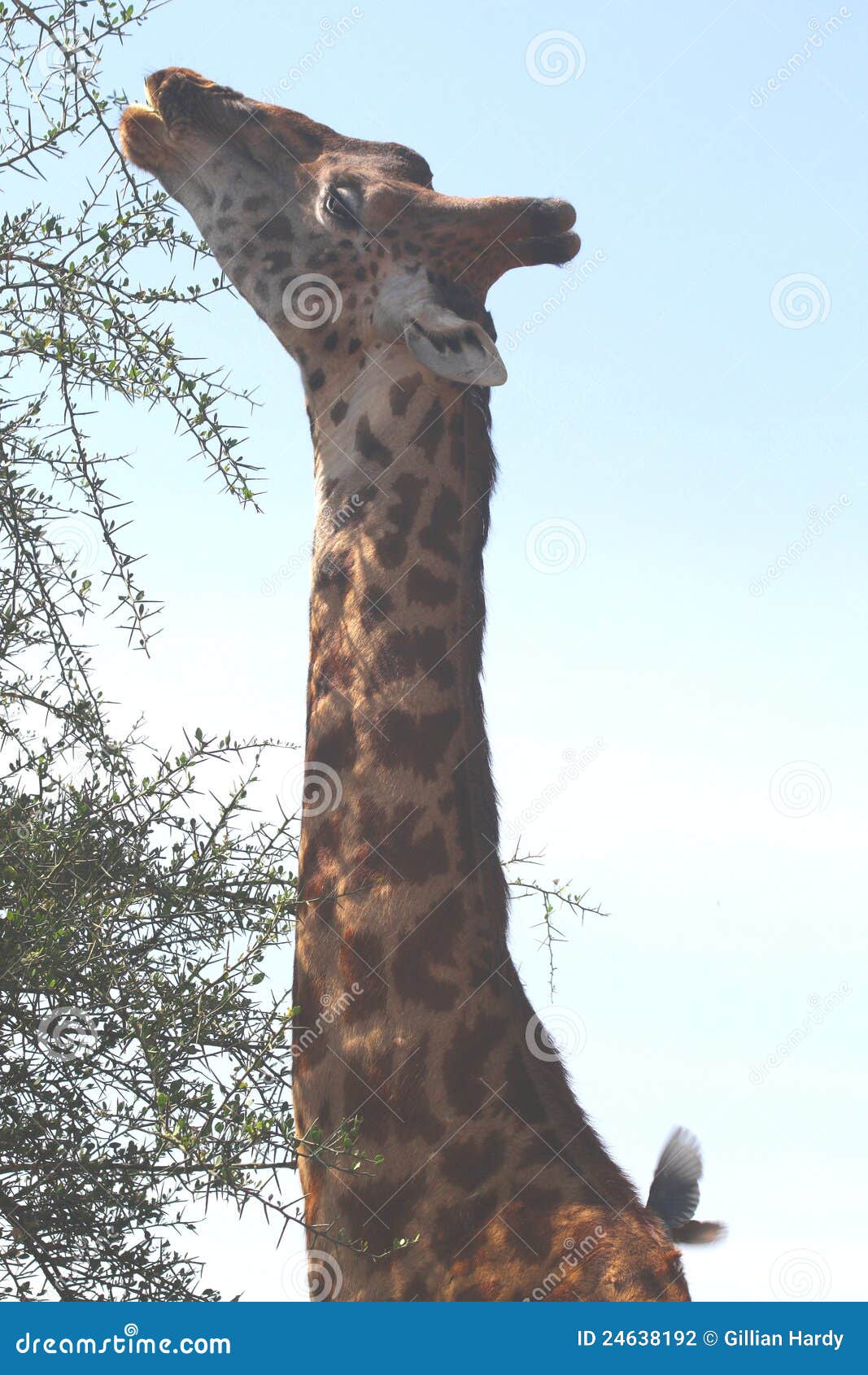 Eating Giraffe stock photo. Image of acacia, skin, travel - 24638192