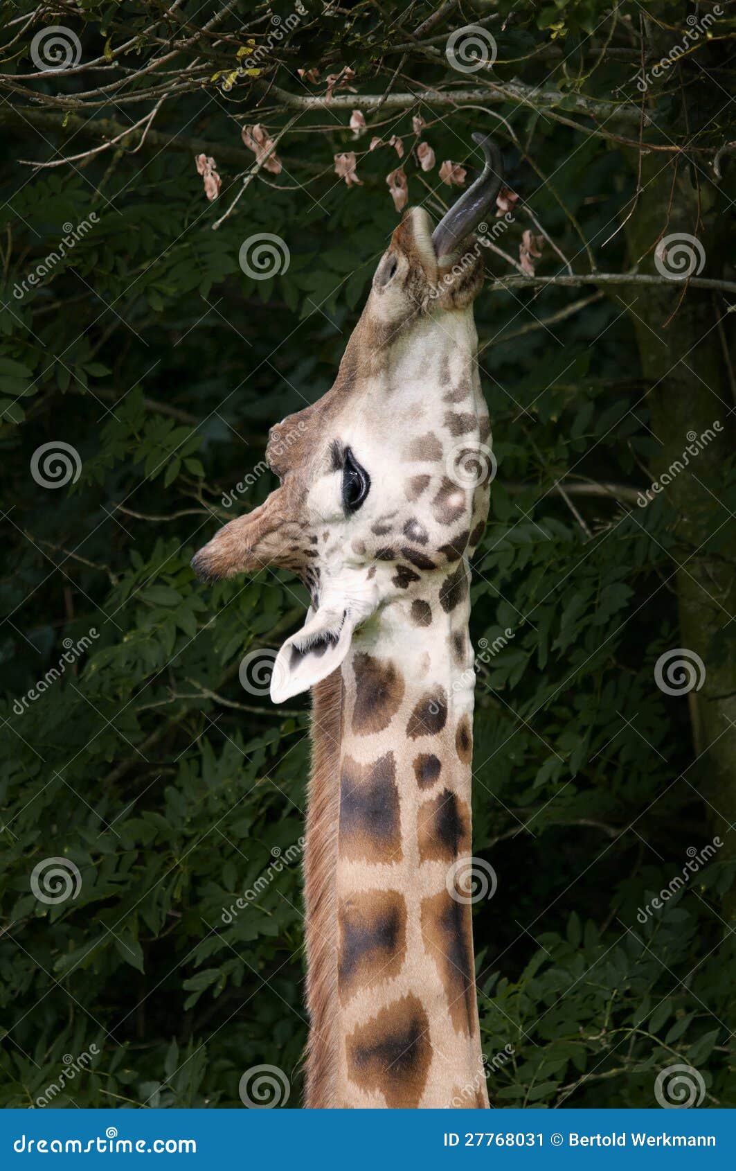 Eating giraffe stock image. Image of detail, pattern - 27768031
