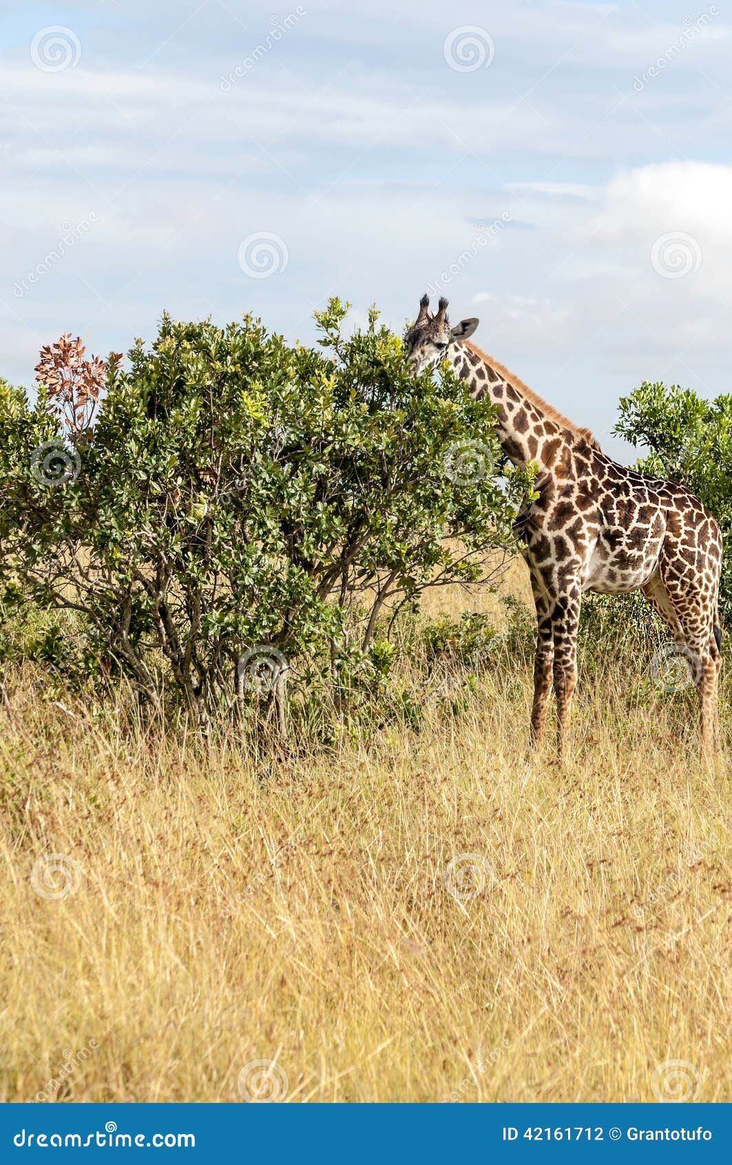 Eating giraffe stock photo. Image of female, africa, african - 42161712
