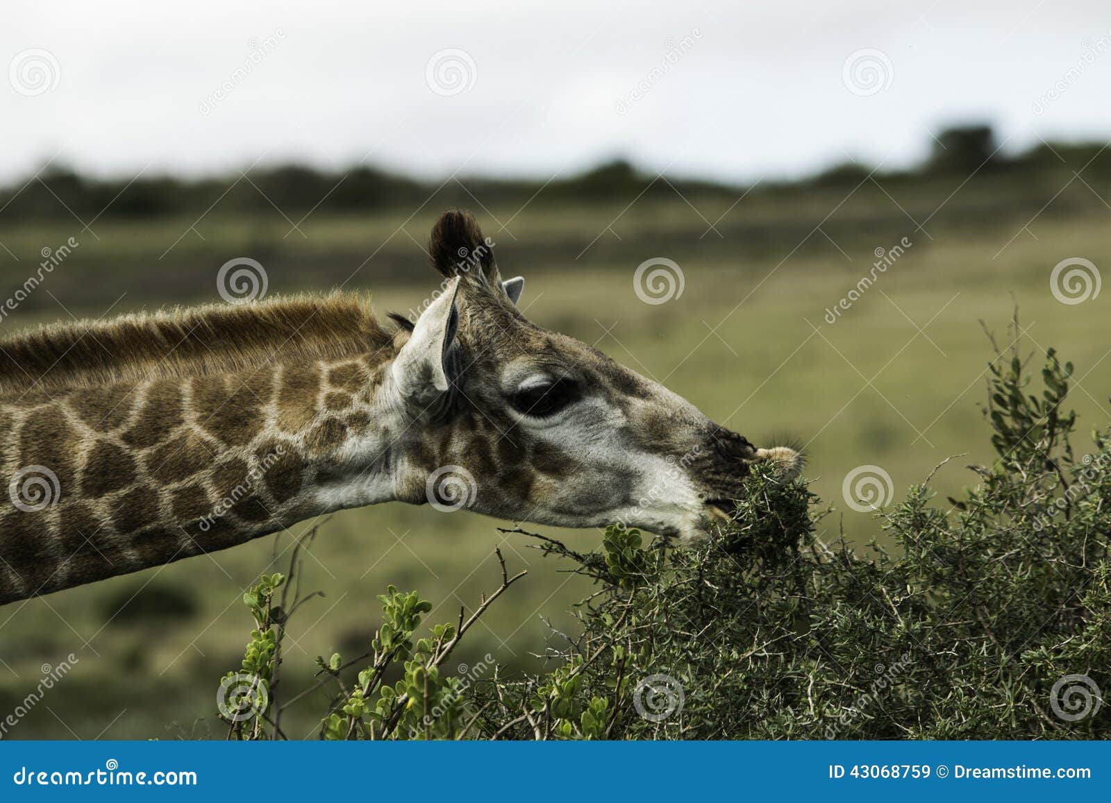 Eating Giraffe stock image. Image of chewing, camelopardalis - 43068759