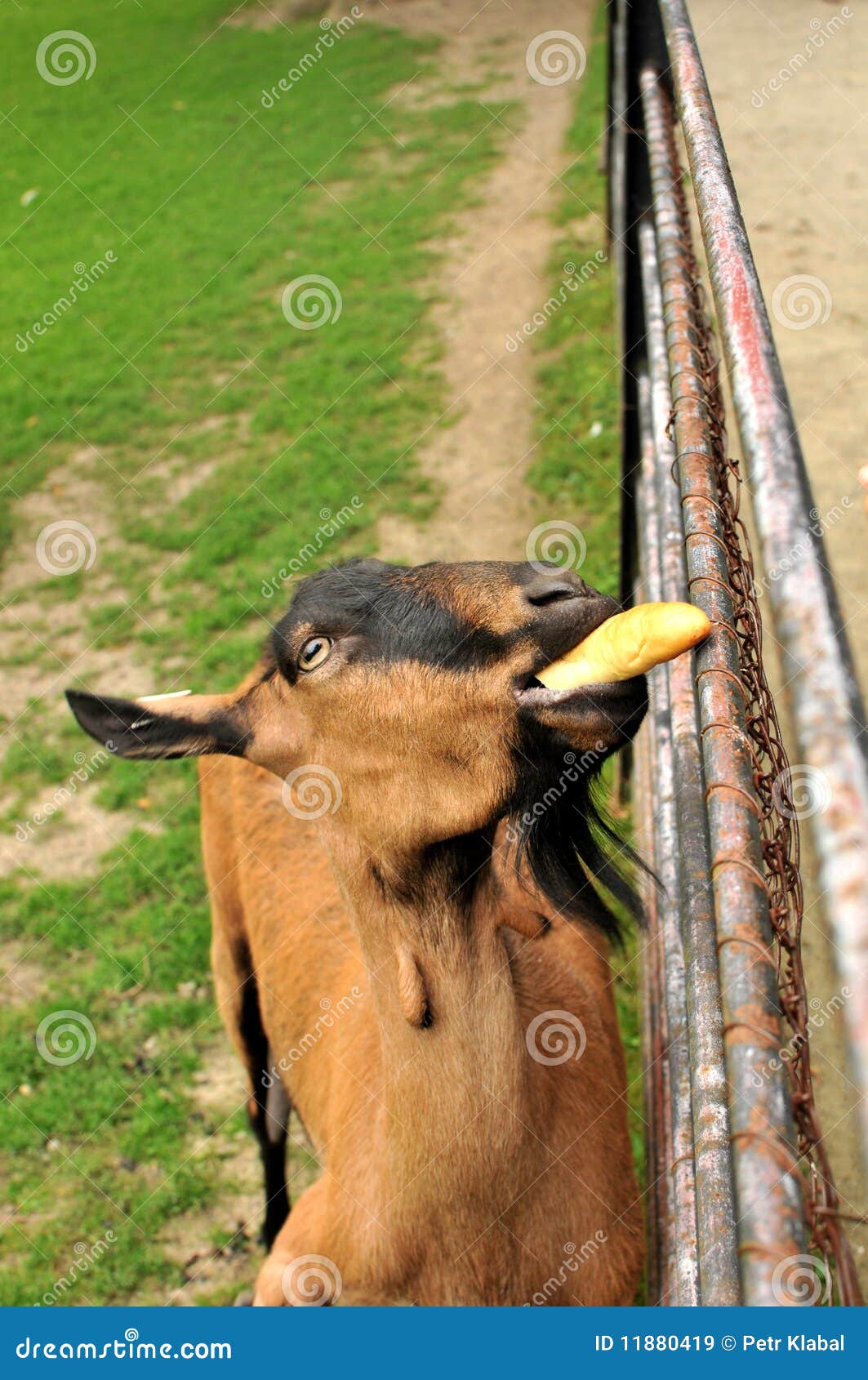 Eating goat stock image. Image of goat, green, eating - 11880419
