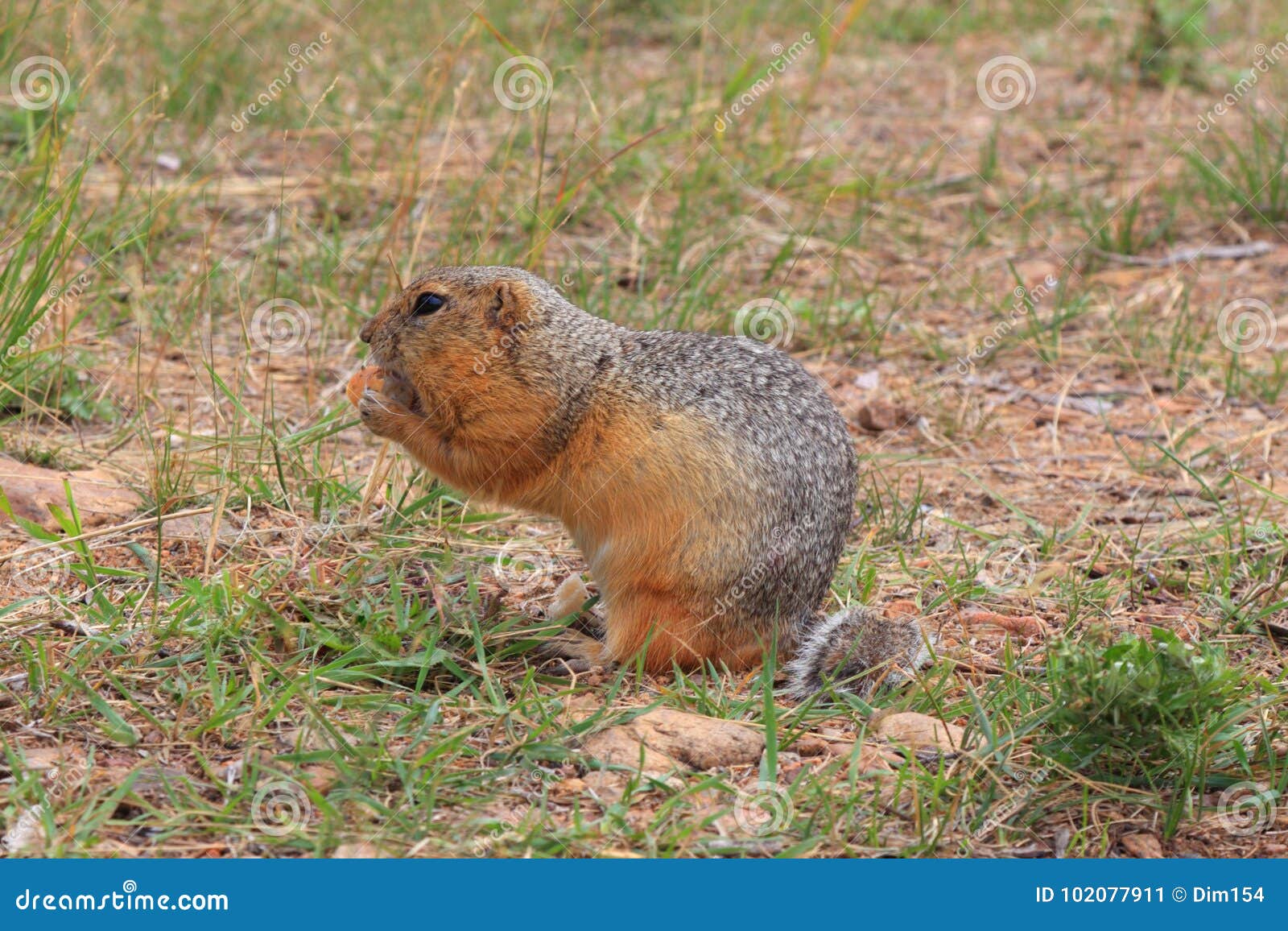 Eating gopher stock image. Image of looking, feet, ground - 102077911