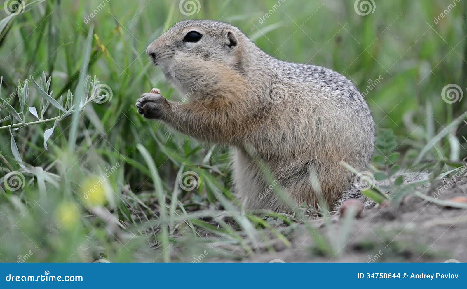 Eating gopher stock footage. Video of meadow, prairie - 34750644