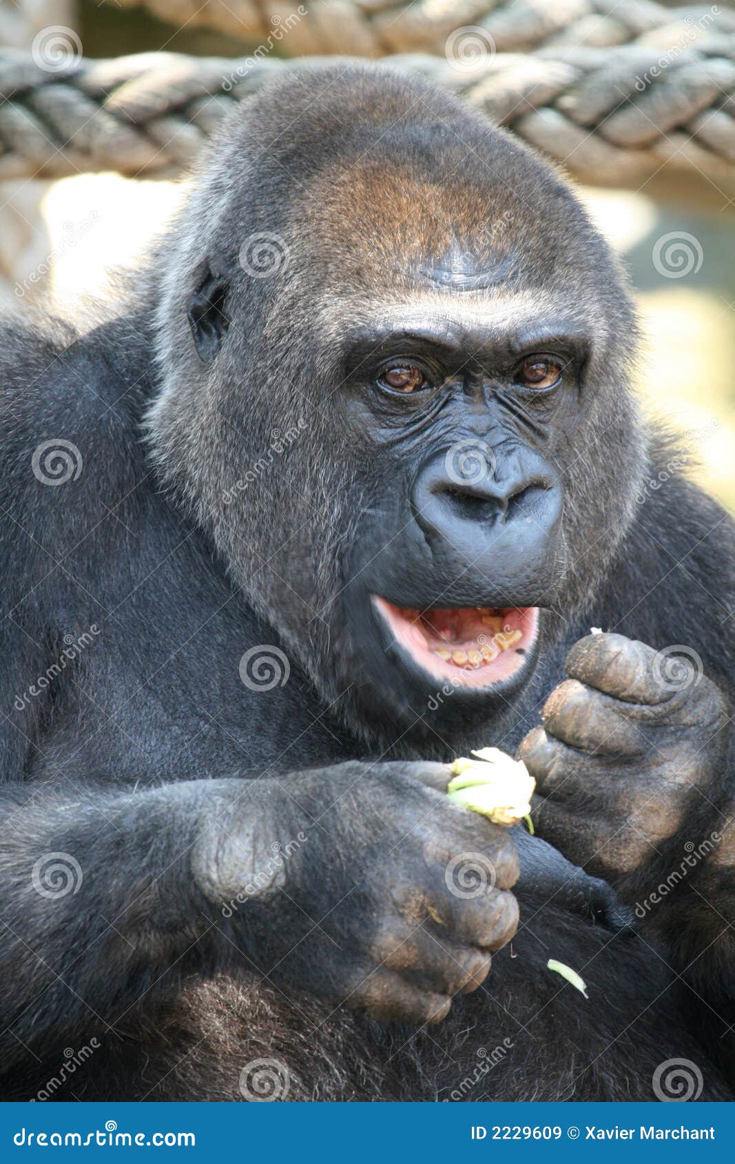 Eating gorilla stock image. Image of green, animal, monkey - 2229609