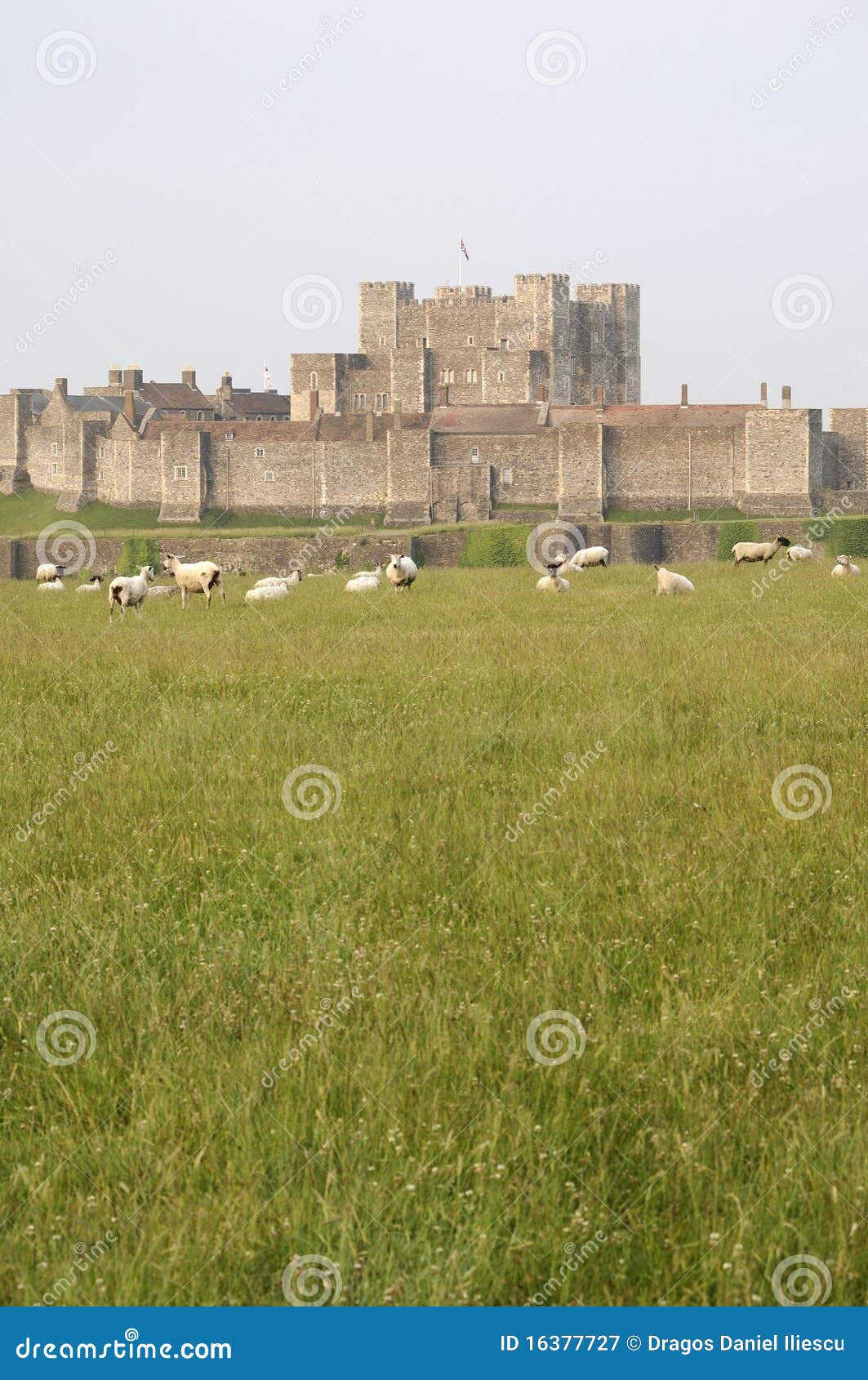 Eating grass near castle stock image. Image of castle - 16377727
