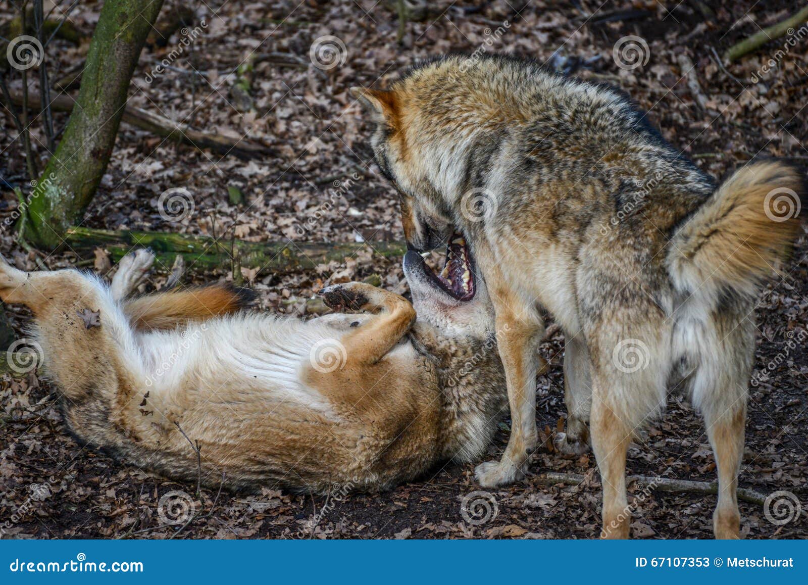 Gray Wolves Eating