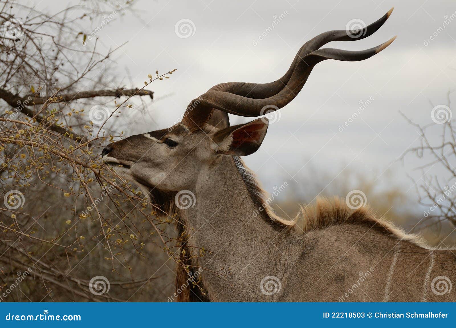 Eating Greater Kudu (Tragelaphus Strepsiceros) Stock Image - Image of ...