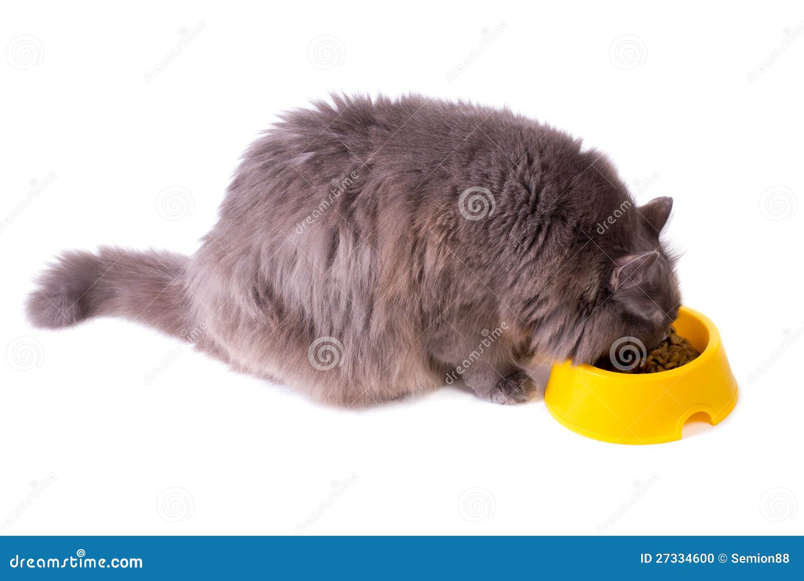 Eating grey cat stock photo. Image of cute, feline, indoors - 27334600