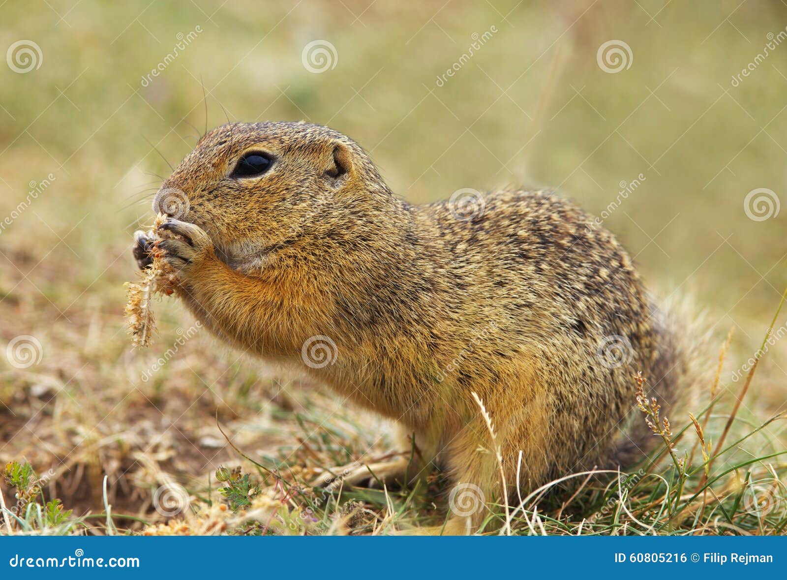 Eating Ground Squirrel stock photo. Image of cute, eating - 60805216