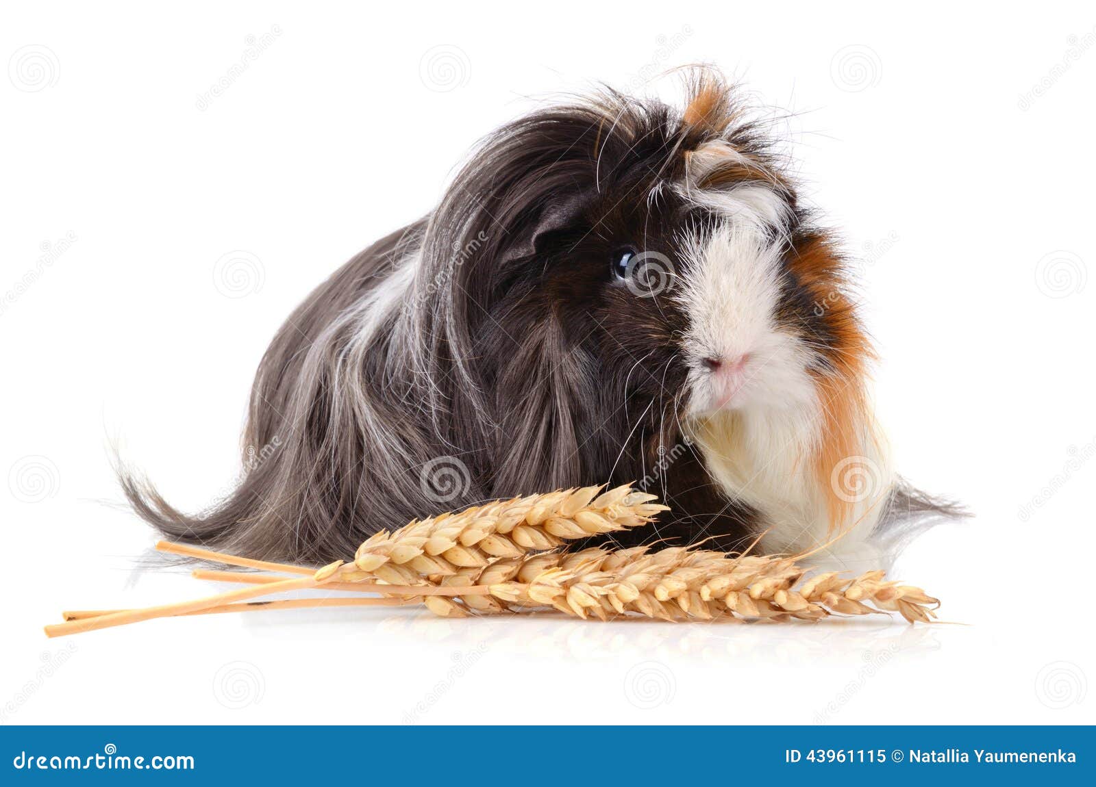 379 Guinea Corn Stock Photos - Free & Royalty-Free Stock Photos from ...