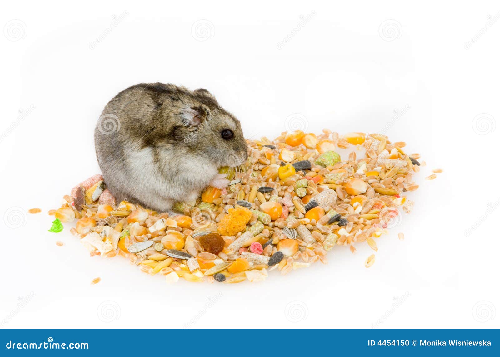 Eating Hamster stock photo. Image of mouse, cute, food - 4454150