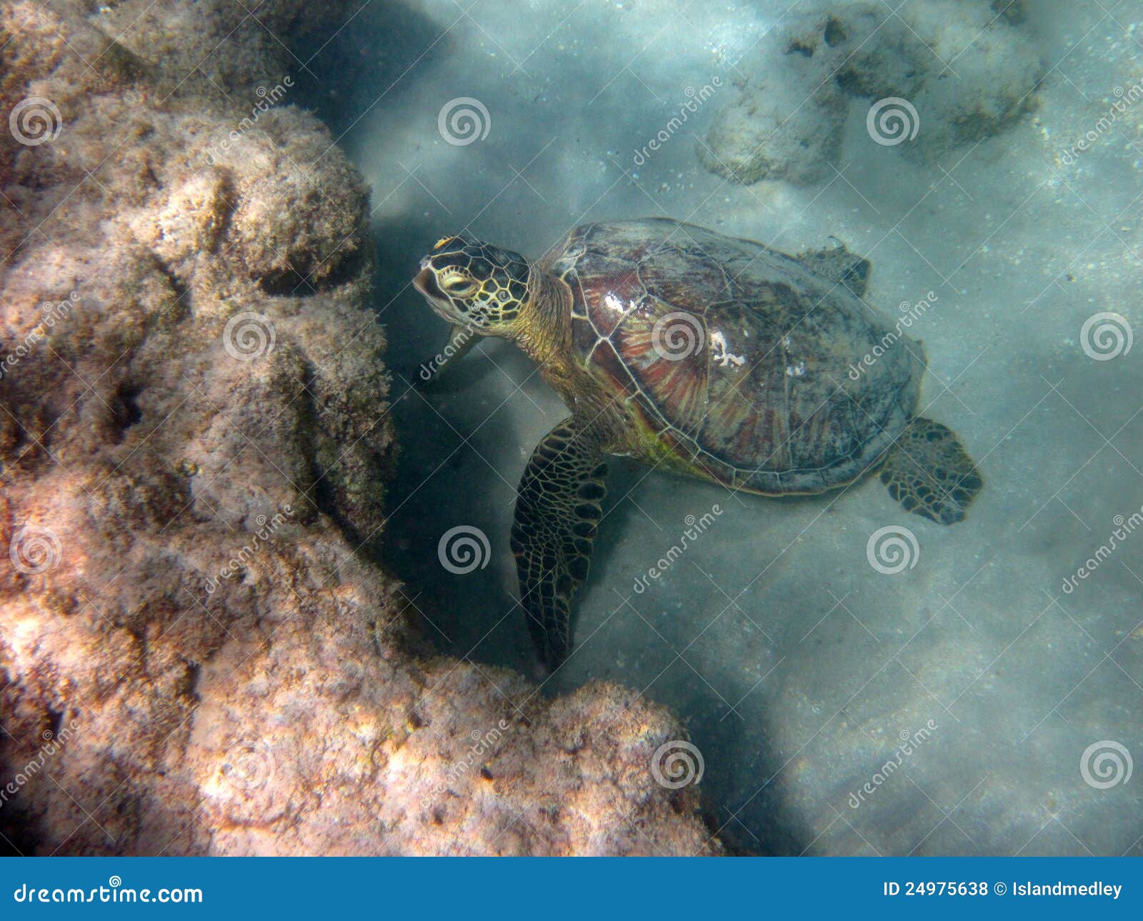 Eating Hawaiian Sea Turtle Honu Stock Photo - Image of fish, oahu: 24975638