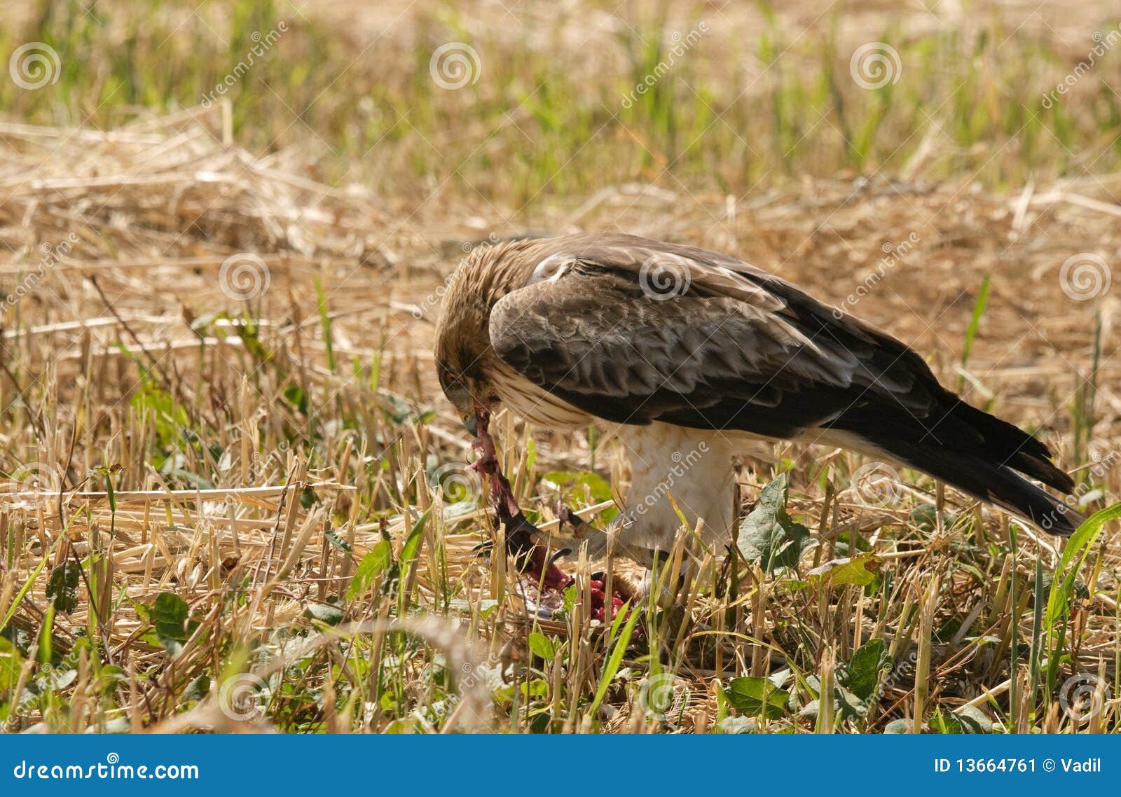 Eating hawk stock image. Image of blood, hawk, carnivore - 13664761