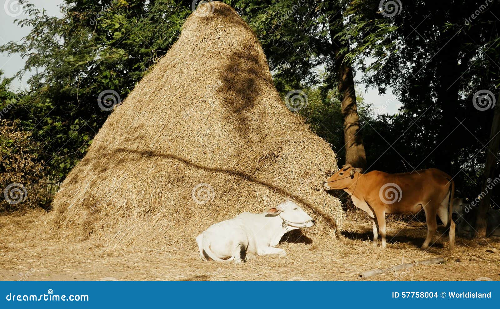 Brown Cow Eating Hay and White Cow Lying Down at the Foot of a Tall ...