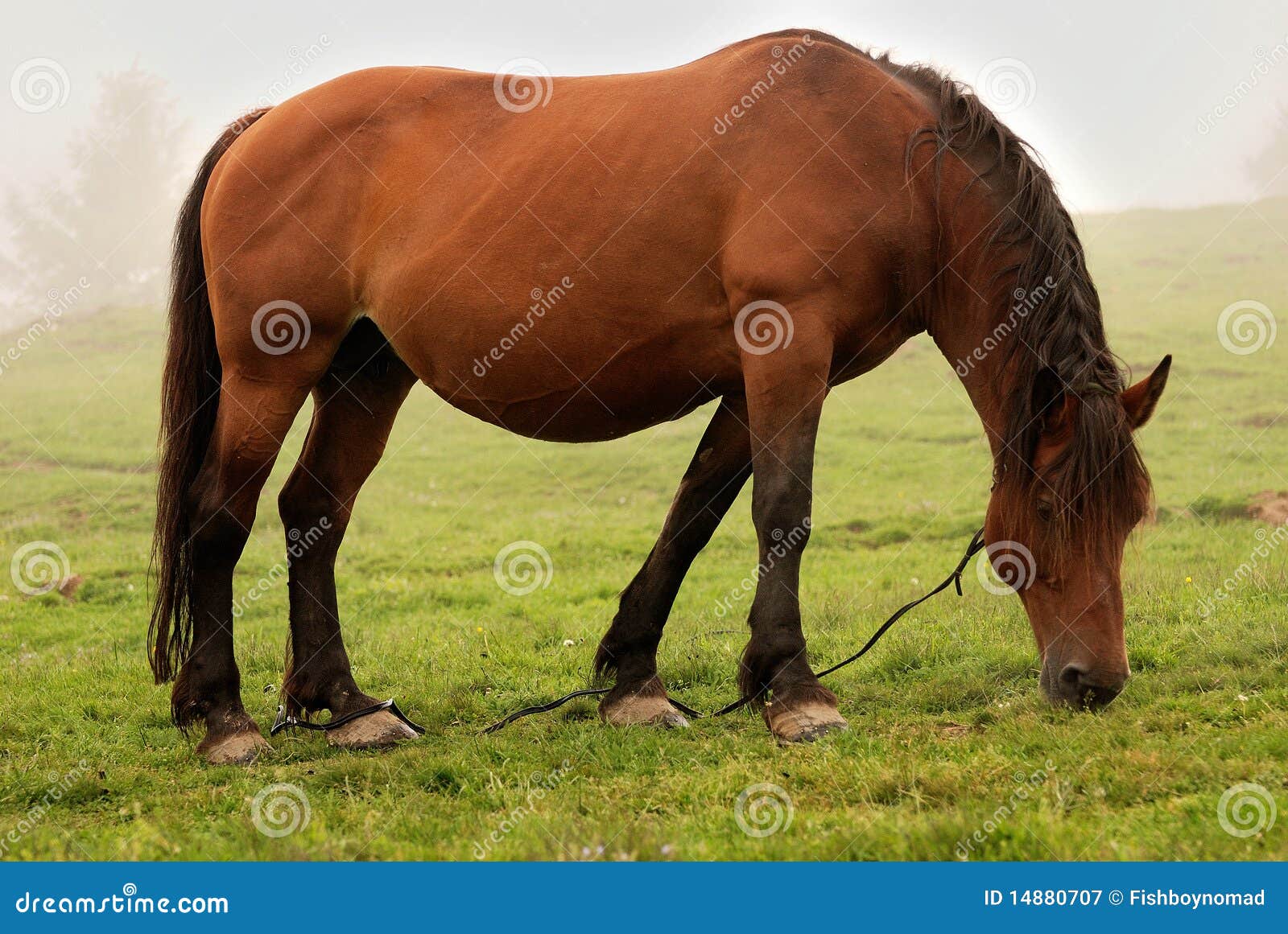 Eating horse stock image. Image of horse, peace, hairy - 14880707