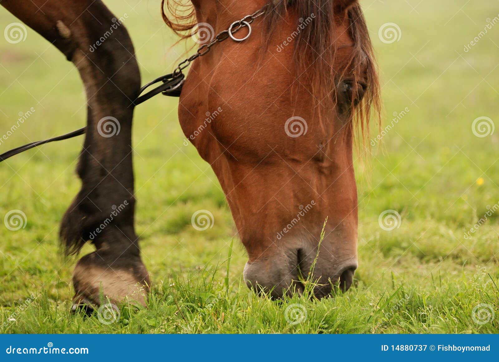 Eating horse stock image. Image of horse, peace, shoe - 14880737
