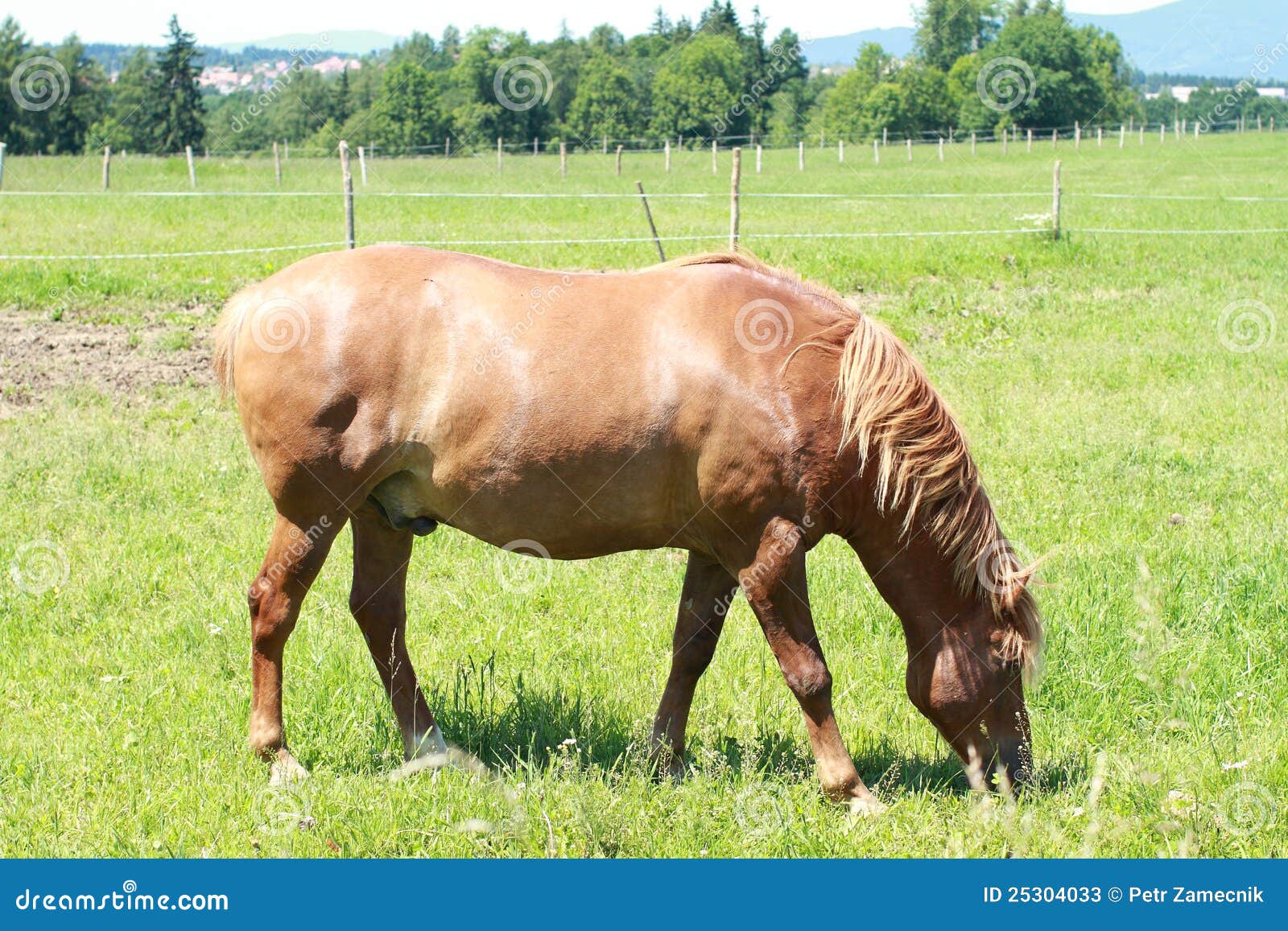 Eating horse stock image. Image of ranch, standing, black - 25304033