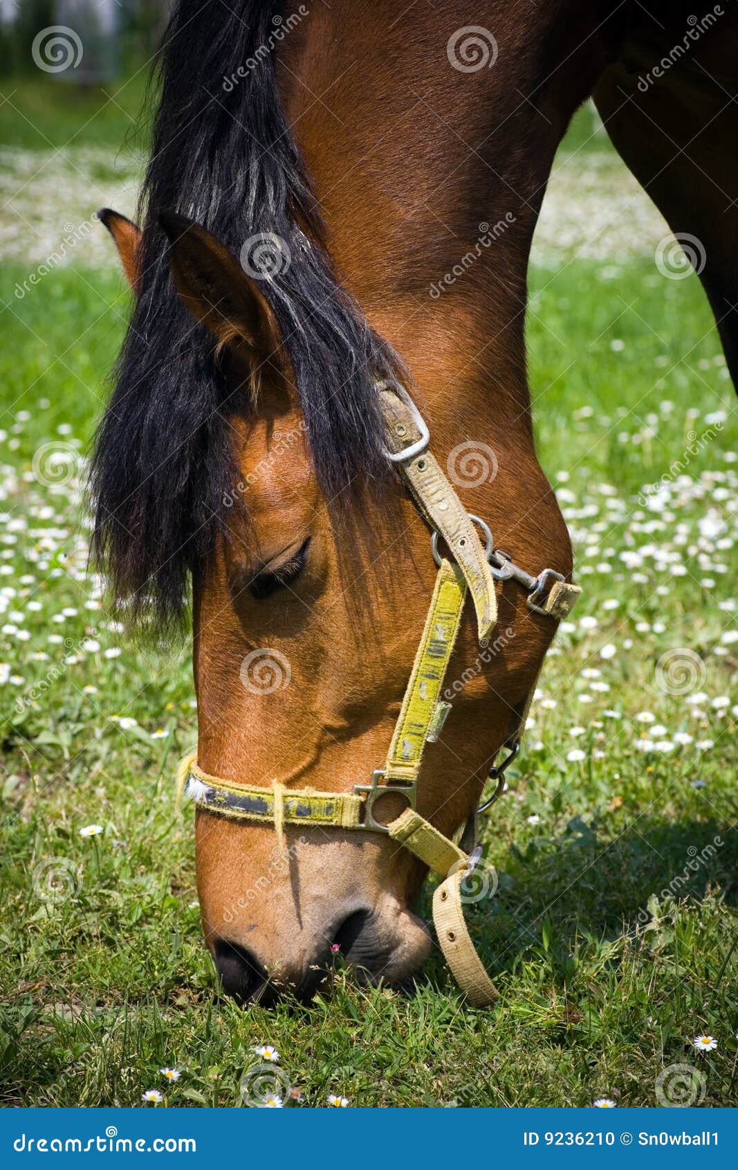 Eating horse stock photo. Image of pasture, feed, horse - 9236210