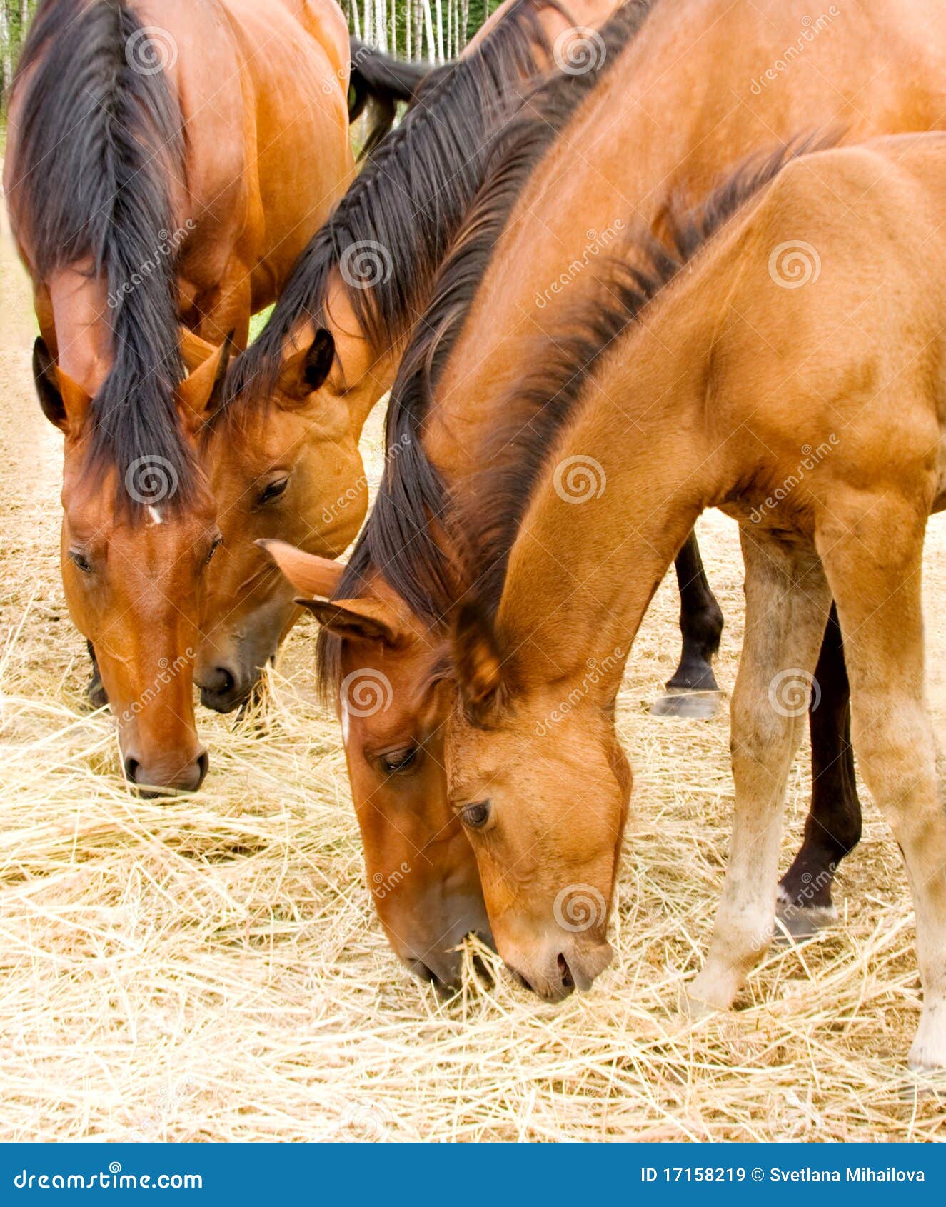 Eating horses stock image. Image of horses, breed, brown - 17158219
