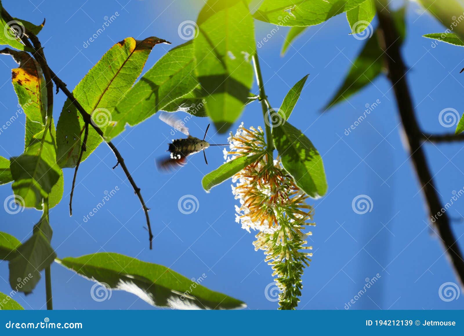 Eating Hummingbird Hawk-moth Hovering Near Flower Stock Image - Image ... Eating Hummingbird Hawk-moth Hovering Near Flower Stock Image - Image ...