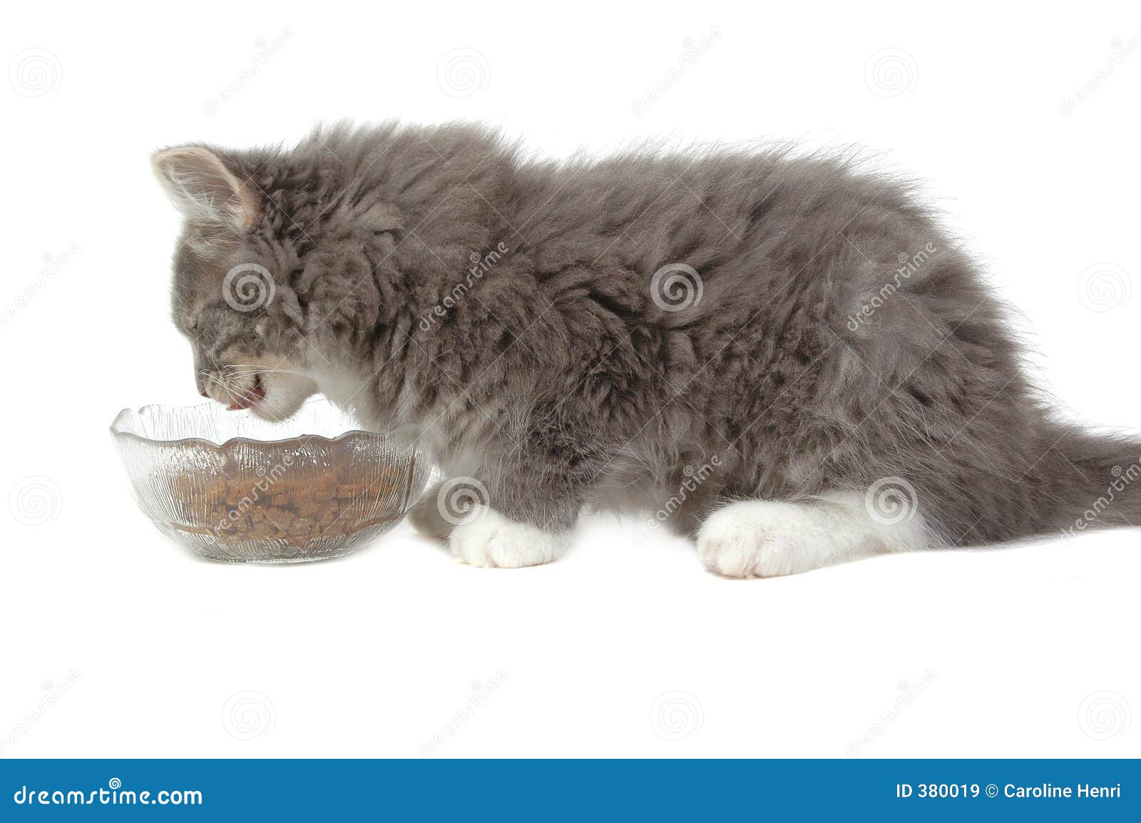 Eating kitten stock image. Image of cats, kittens, animal - 380019