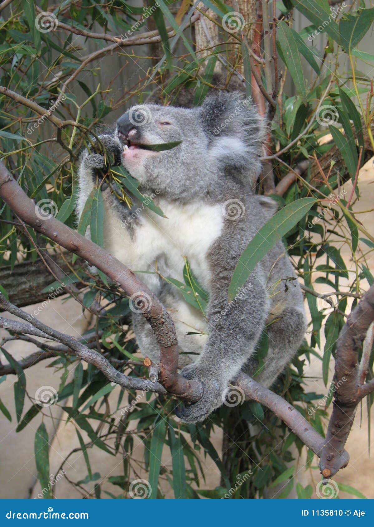 Eating Koala Stock Photo - Image: 1135810